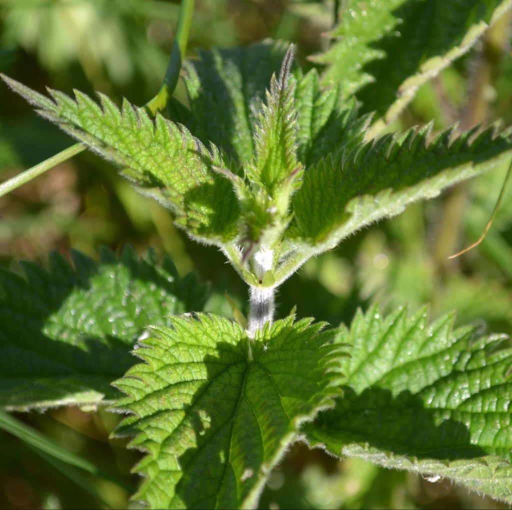 The Stinging Nettle - Wild Walk Bushcraft
